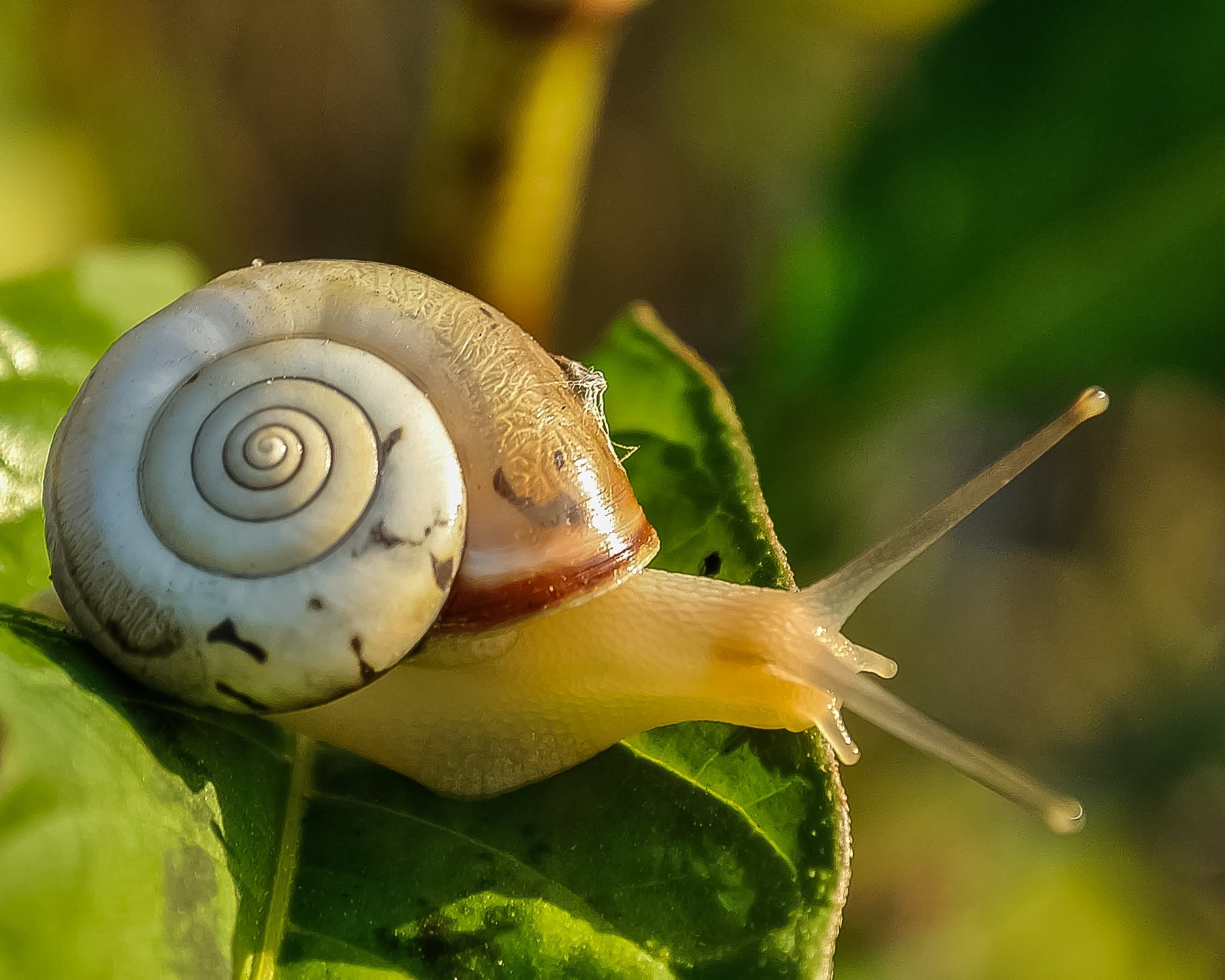 Keeping snails and slugs out of your garden – Garden Center Oregon